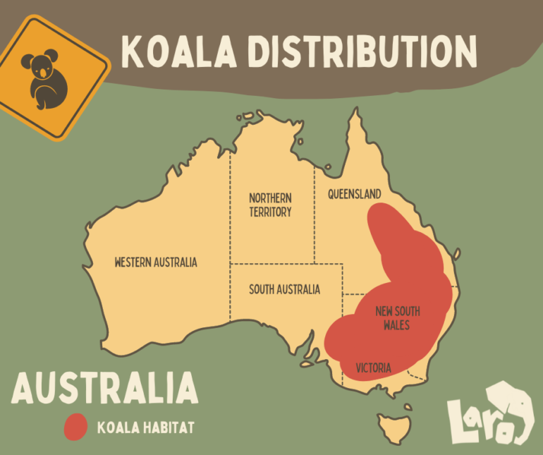 8 Koality KOALA Facts - Laro - Ethical Wildlife Travels