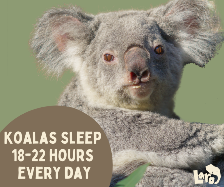 8 Koality KOALA Facts - Laro - Ethical Wildlife Travels