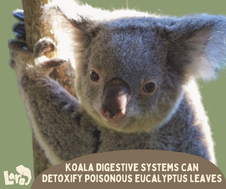 8 Koality KOALA Facts - Laro - Ethical Wildlife Travels