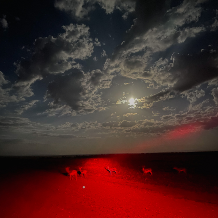 Full Moon Safari: Night Game Drive Glowing Review - Laro - Ethical ...