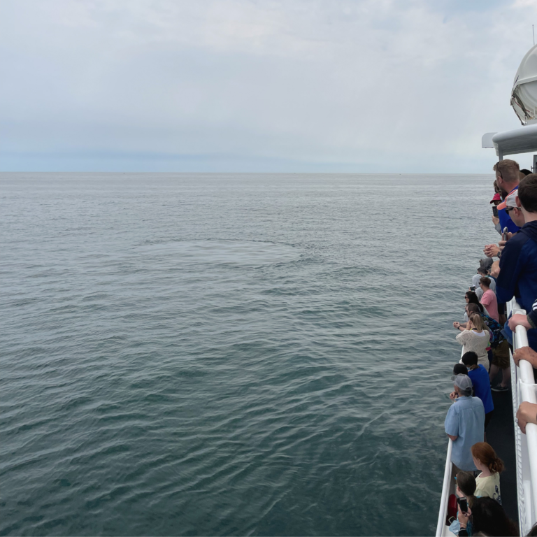 Tour Review: Dolphin Fleet Whale Watch, Cape Cod - Laro - Ethical ...