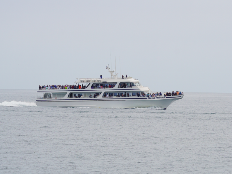 Tour Review: Dolphin Fleet Whale Watch, Cape Cod - Laro - Ethical ...