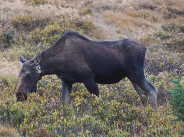 Rocky Mountain Wildlife – 7 Animals of Colorado - Laro - Ethical ...