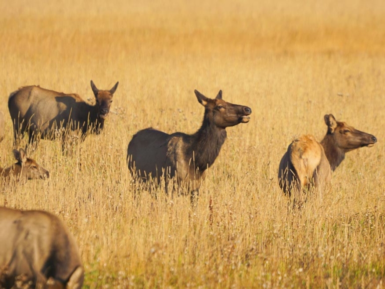 Rocky Mountain Wildlife – 7 Animals of Colorado - Laro - Ethical ...