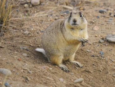 Rocky Mountain Wildlife – 7 Animals of Colorado - Laro Ethical Wildlife ...