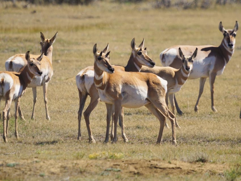 Rocky Mountain Wildlife – 7 Animals of Colorado - Laro - Ethical ...