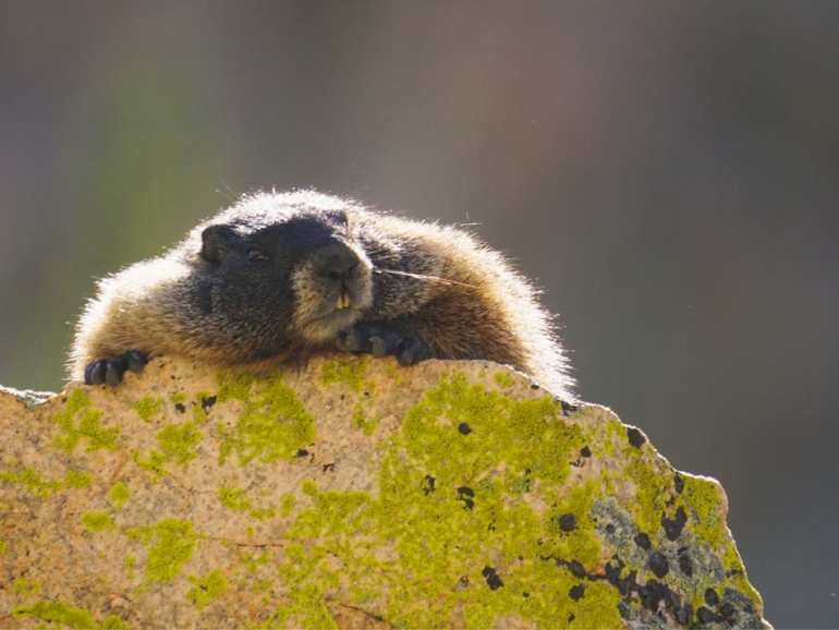 Rocky Mountain Wildlife – 7 Animals of Colorado - Laro Ethical Wildlife ...