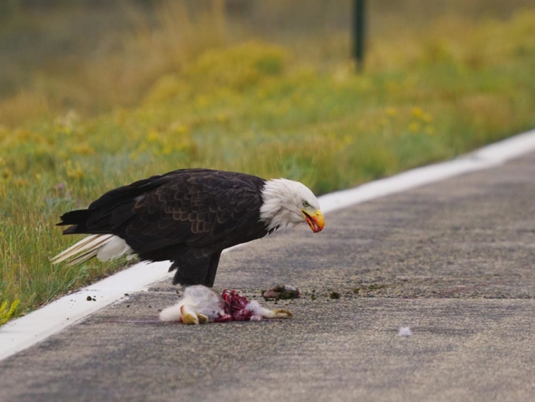 Rocky Mountain Wildlife – 7 Animals of Colorado - Laro - Ethical ...