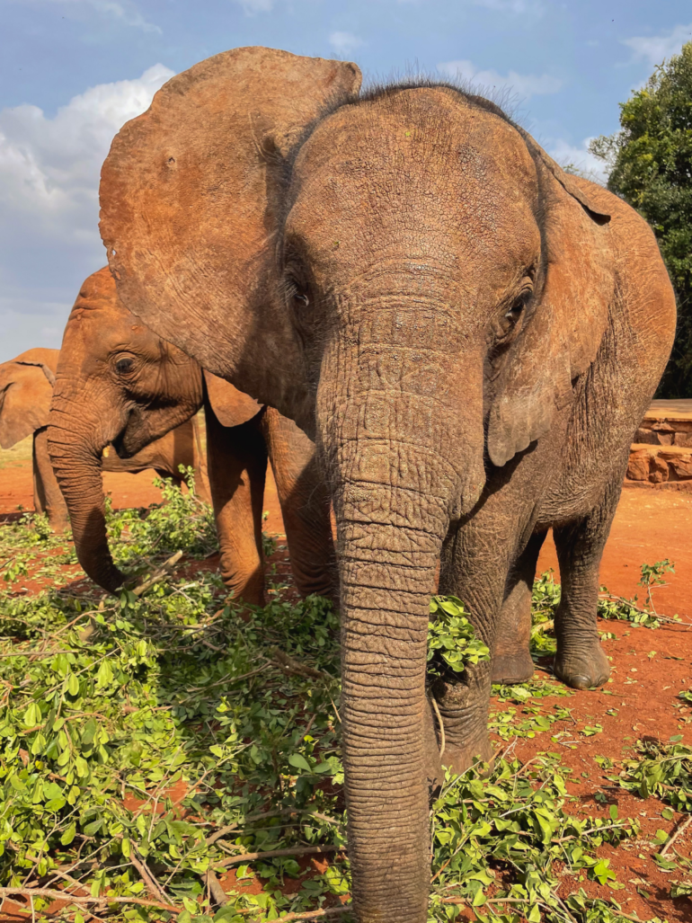 Elephant Orphans: Visiting Sheldrick Wildlife Trust - Laro - Ethical ...