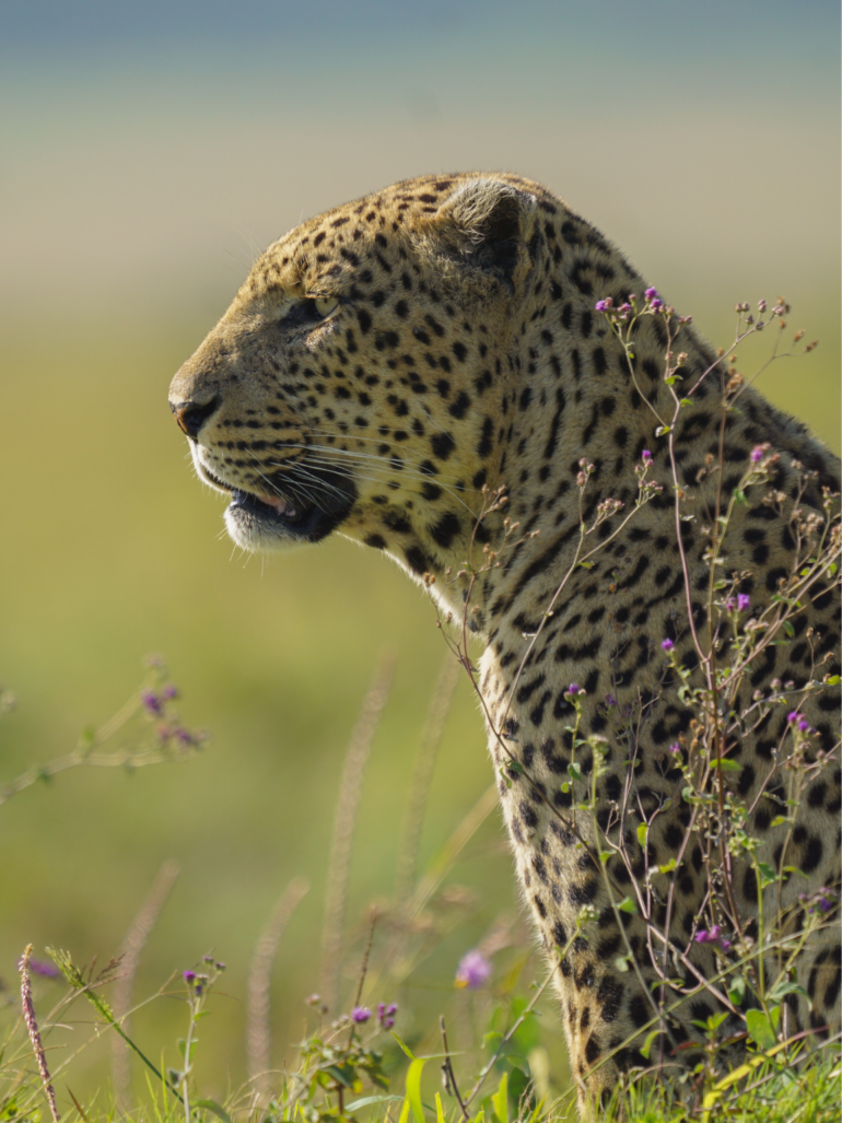 5 Unusual Animals of the Masai Mara - Laro - Ethical Wildlife Travels