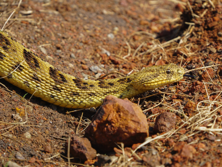 5 Unusual Animals of the Masai Mara - Laro - Ethical Wildlife Travels