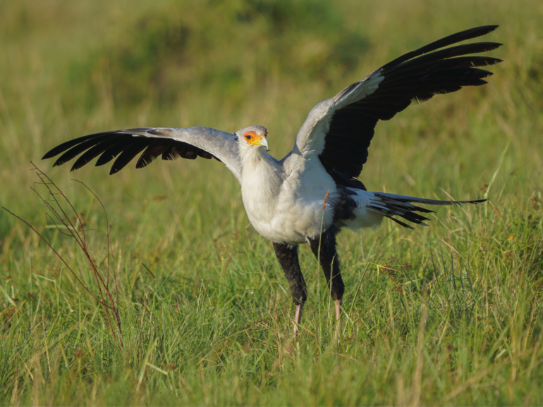 5 Unusual Animals of the Masai Mara - Laro Ethical Wildlife Travels