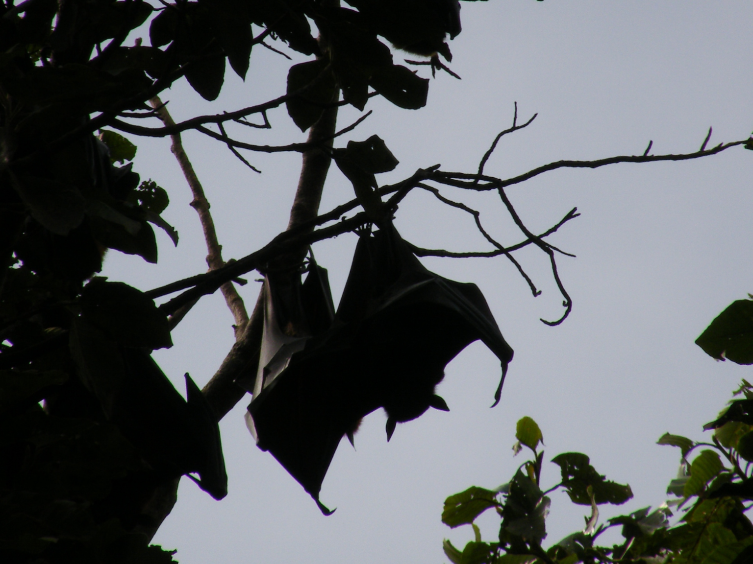 Vietnam’s Alluring Bat Pagoda - Laro - Ethical Wildlife Travels