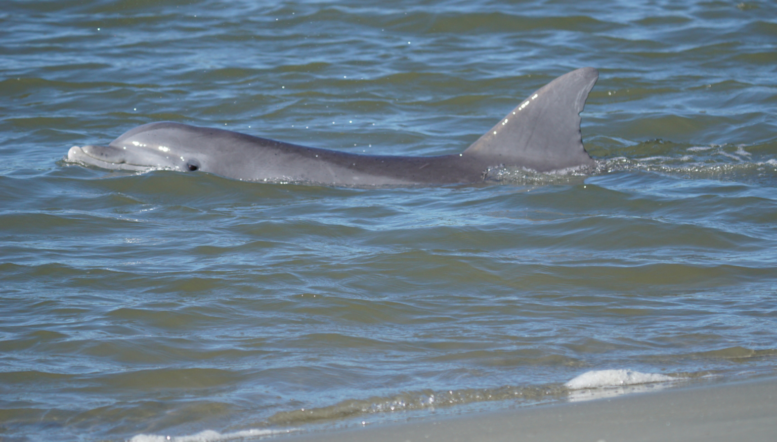 Stranding to Survive – Dolphins Catching Fish from the Shore - Laro ...
