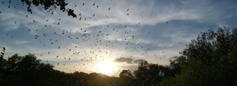 Bat Watching: Bracken Cave’s Success Story - Laro - Ethical Wildlife ...