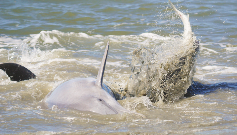 Slow Down for Strand Feeding Dolphins - Laro - Ethical Wildlife Travels