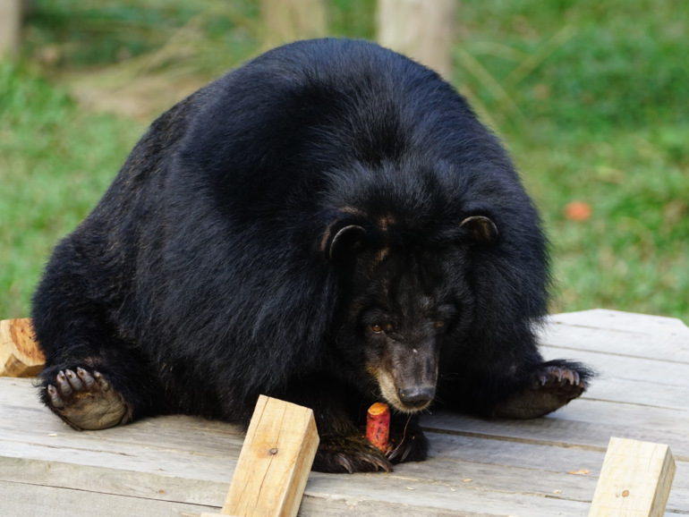 Saving Vietnam’s Moon Bears - Laro - Ethical Wildlife Travels