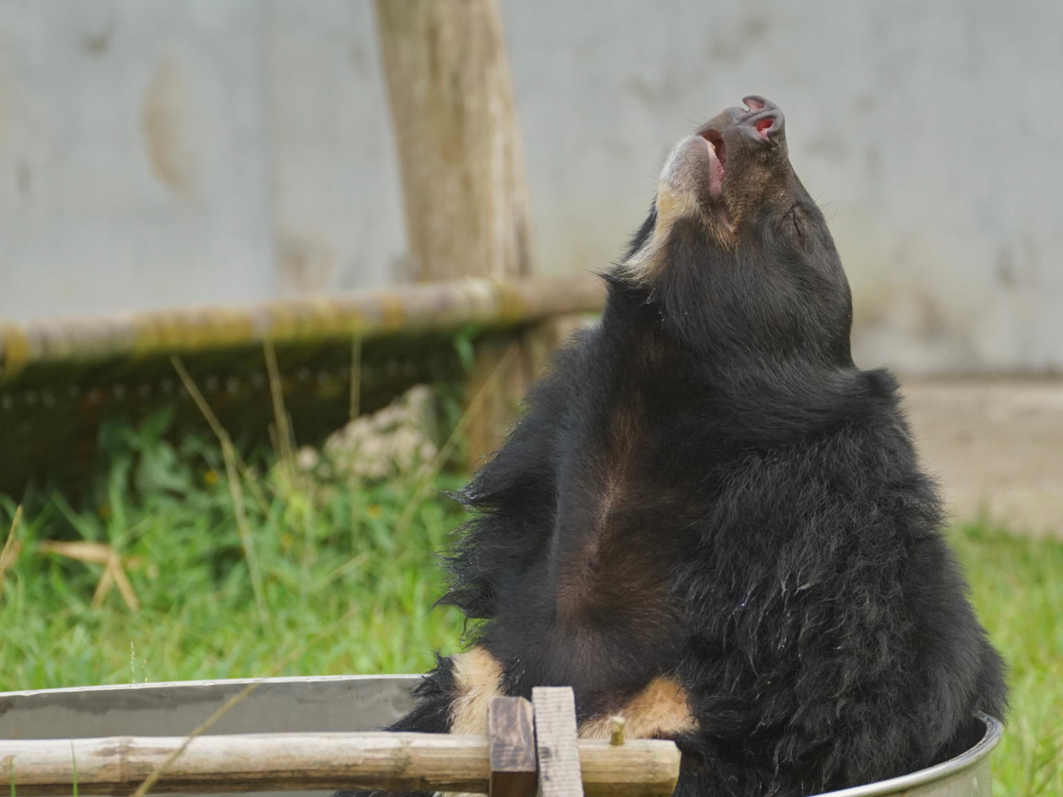 Saving Vietnam’s Moon Bears - Laro - Ethical Wildlife Travels