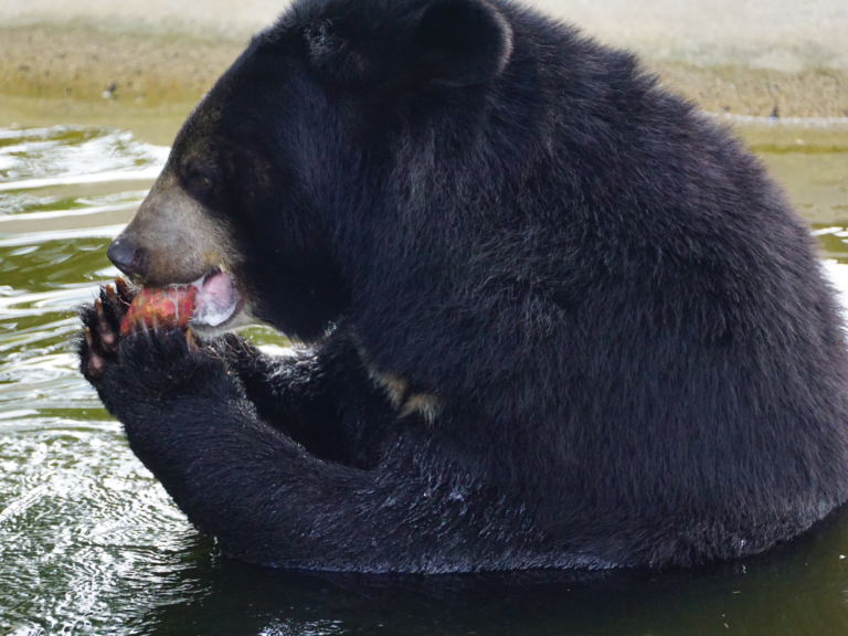 Saving Vietnam’s Moon Bears - Laro - Ethical Wildlife Travels