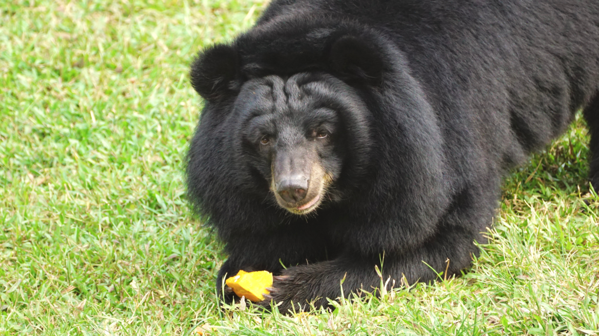 Rocky Mountain Wildlife – 7 Animals of Colorado - Laro - Ethical ...