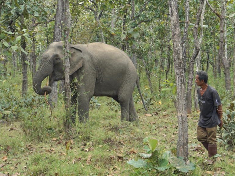 Vietnam’s Only Ethical Elephant Tourism Encounter - Laro - Ethical ...
